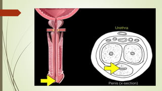The physiology of human Sexual intercourse | PPTX