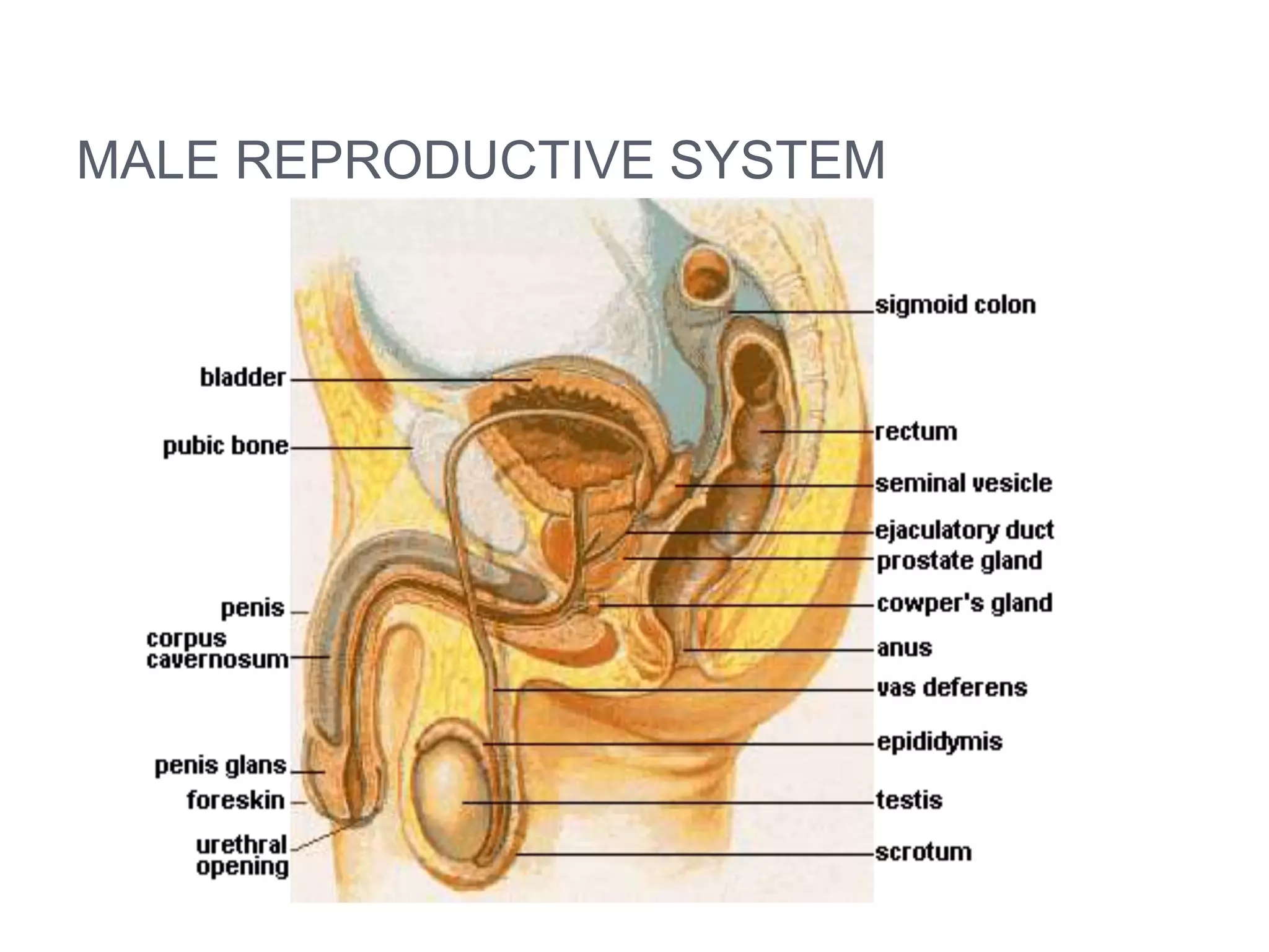 Sexuality And Sexual Health Pptx