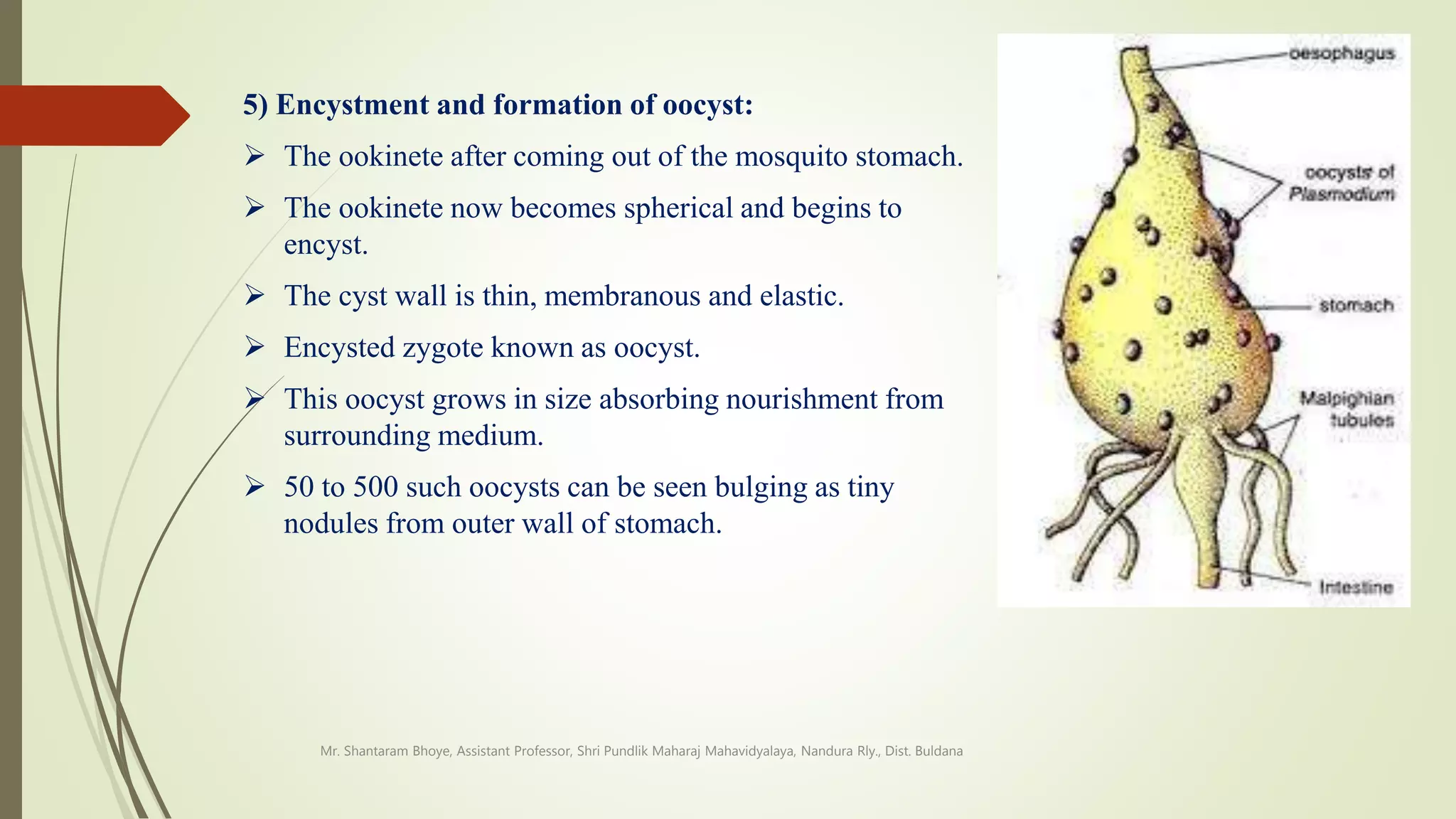 Sexual Life Cycle of Plasmodium vivax - Copy.pptx