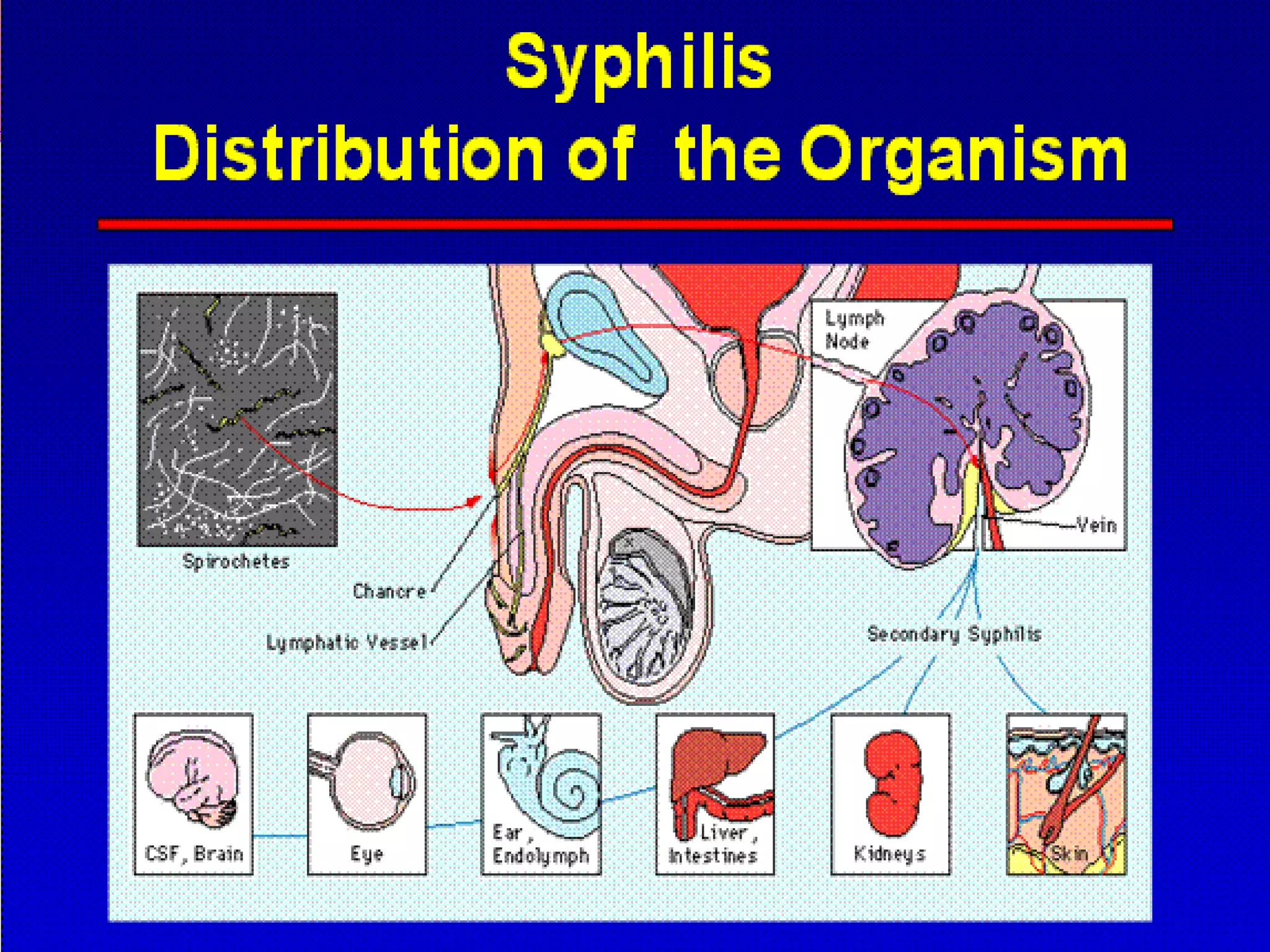 sexuallytransmitteddiseasesstds-160411054725.pdf