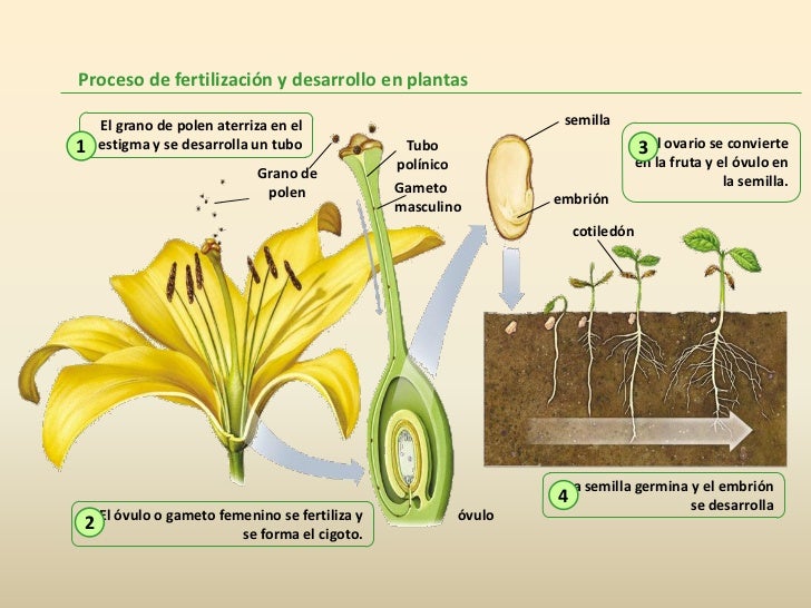 Reproducción sexual de las plantas Los Informativos