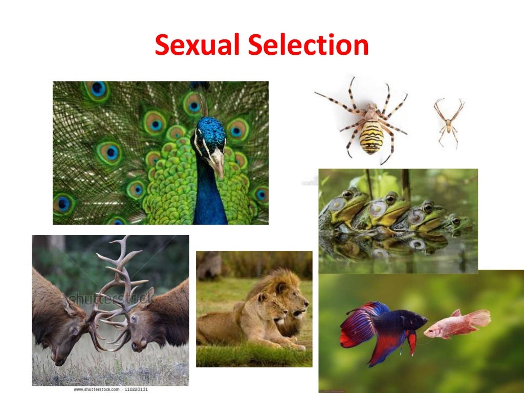 Sexual Selection