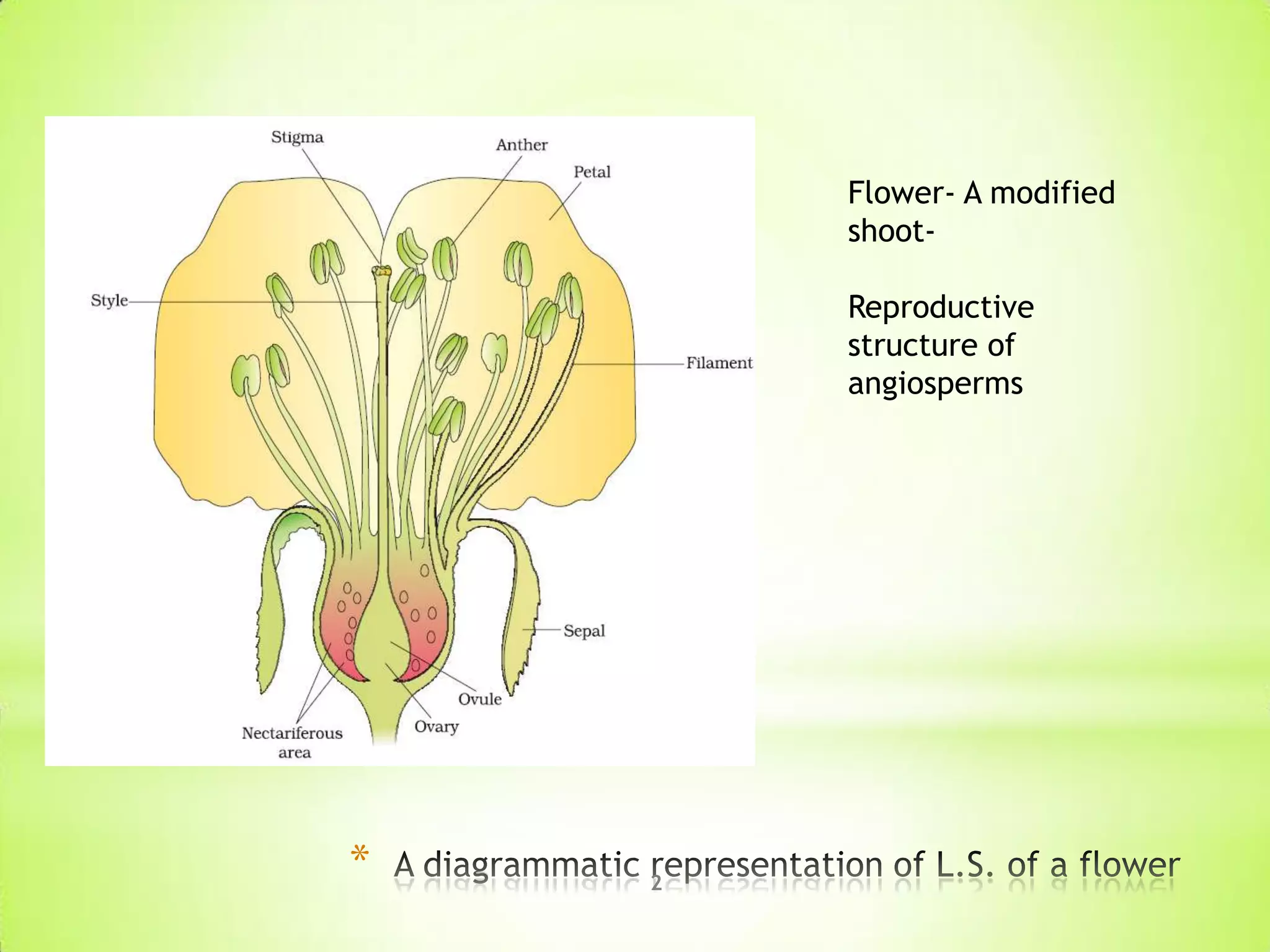 Sexual reproduction flowering plants_PUC_II | PPTX