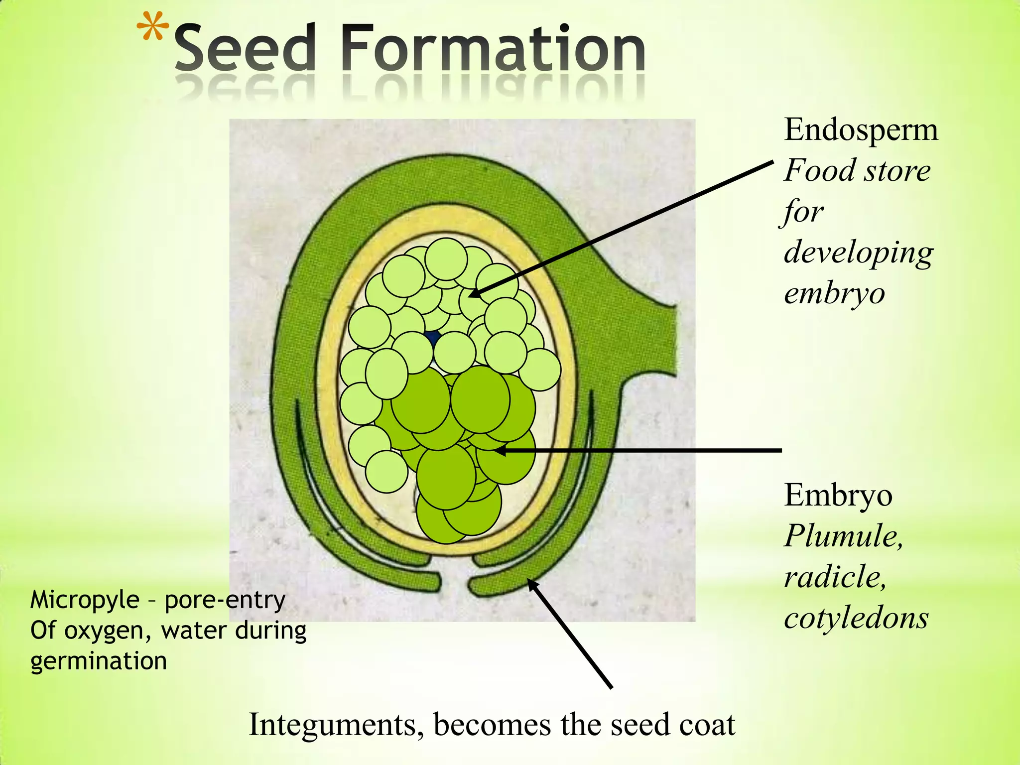 Sexual reproduction flowering plants_PUC_II | PPTX