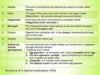 Sexual reproduction flowering plants_PUC_II | PPTX