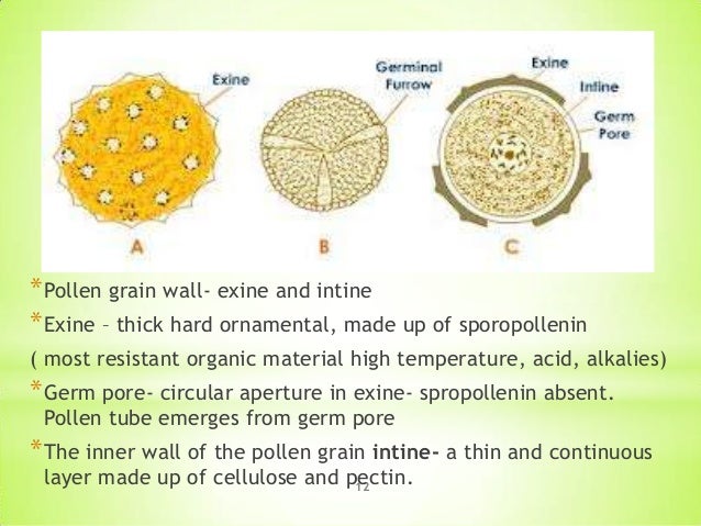 Sexual reproduction flowering plants_PUC_II