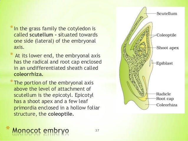 Sexual reproduction flowering plants_PUC_II