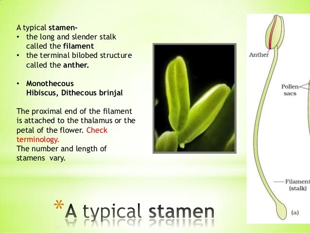 Sexual reproduction flowering plants_PUC_II