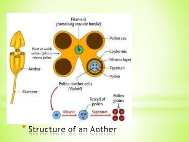 Sexual reproduction flowering plants_PUC_II