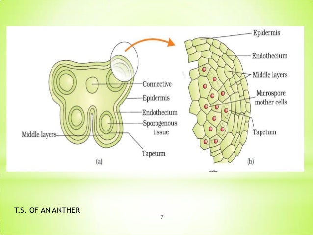 Sexual reproduction flowering plants_PUC_II