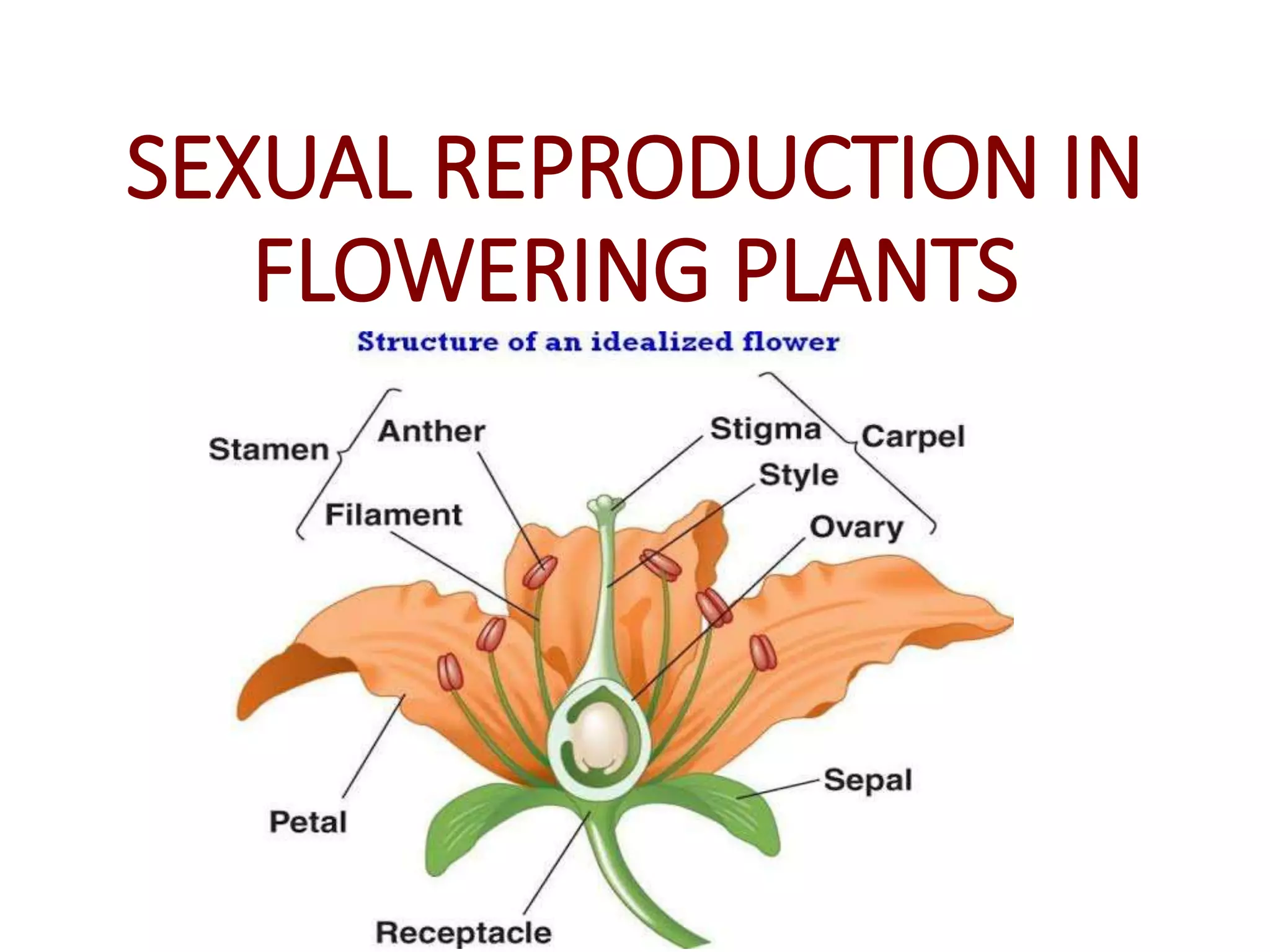 Sexual reproduction in Flowering Plants | PPTX