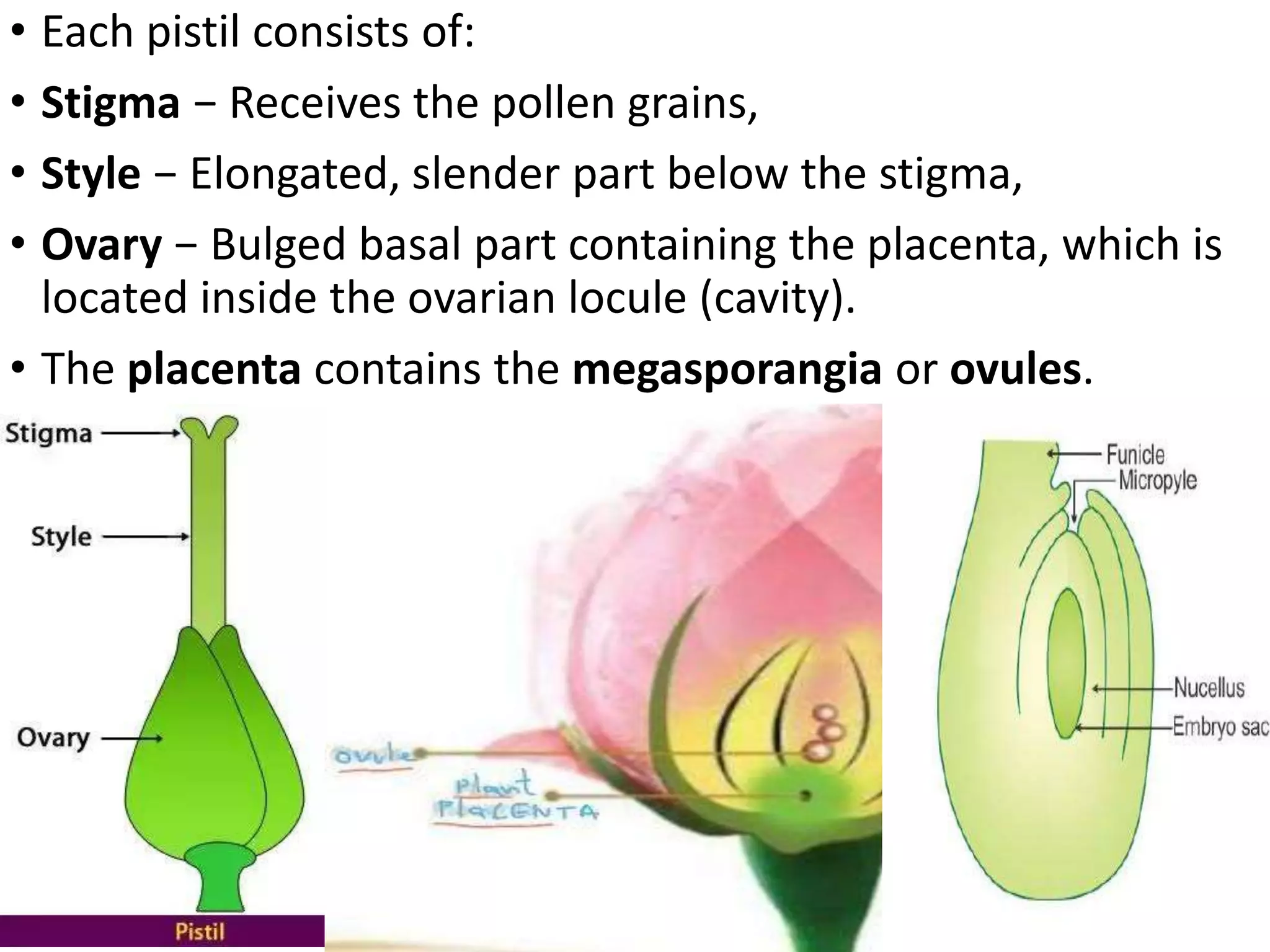Sexual reproduction in Flowering Plants | PPTX