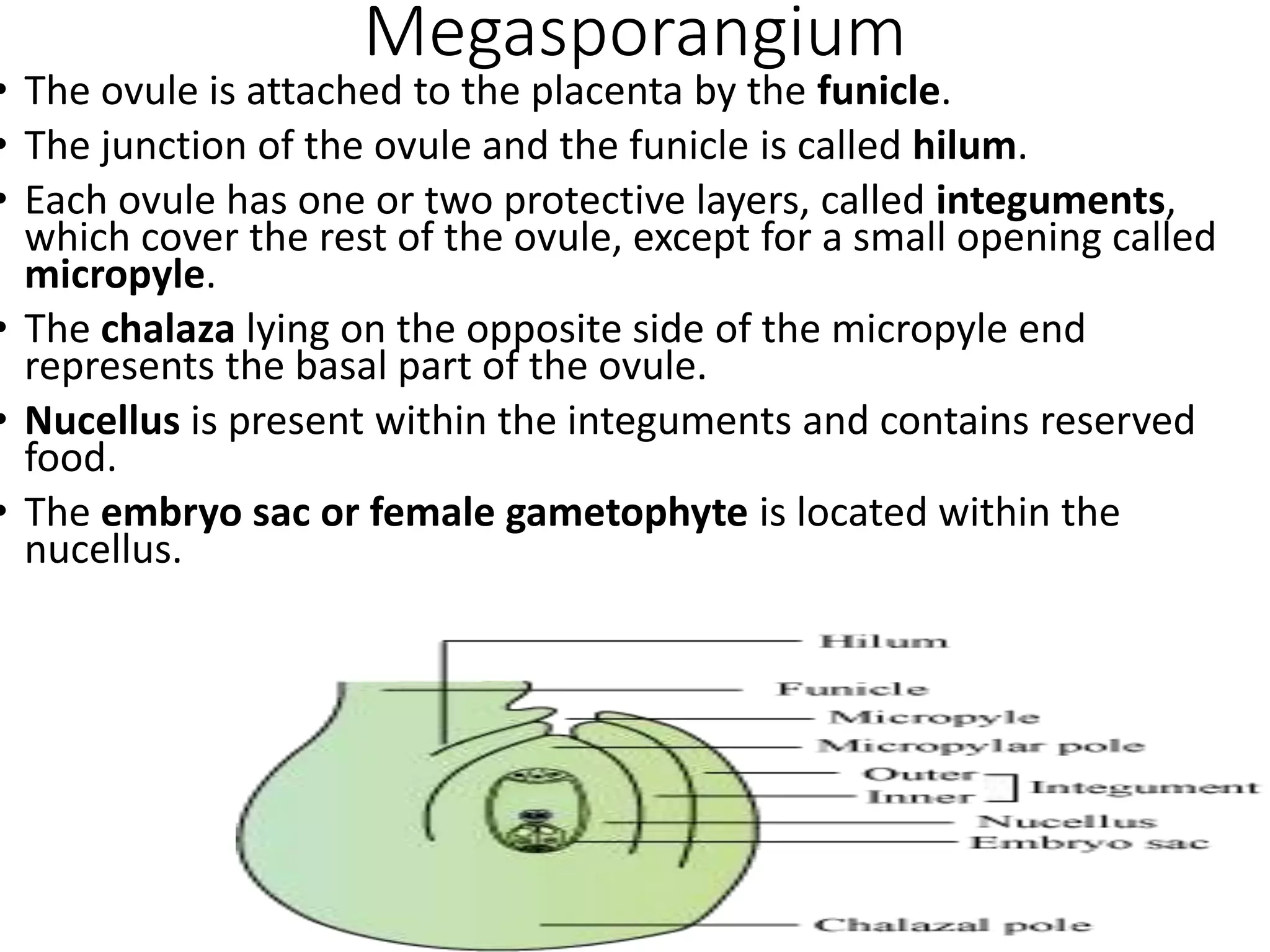 Sexual reproduction in Flowering Plants | PPTX