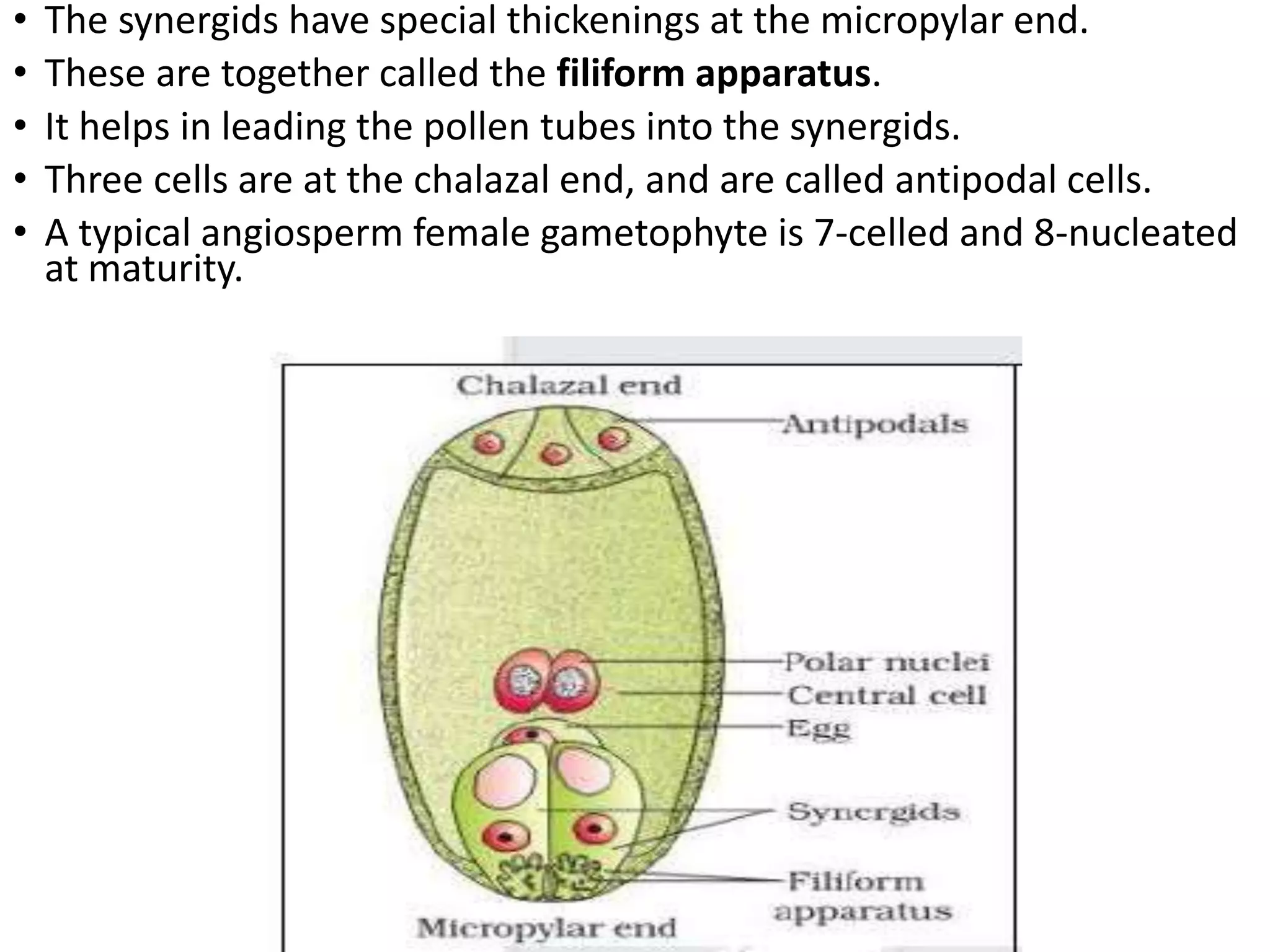 Sexual reproduction in Flowering Plants | PPTX