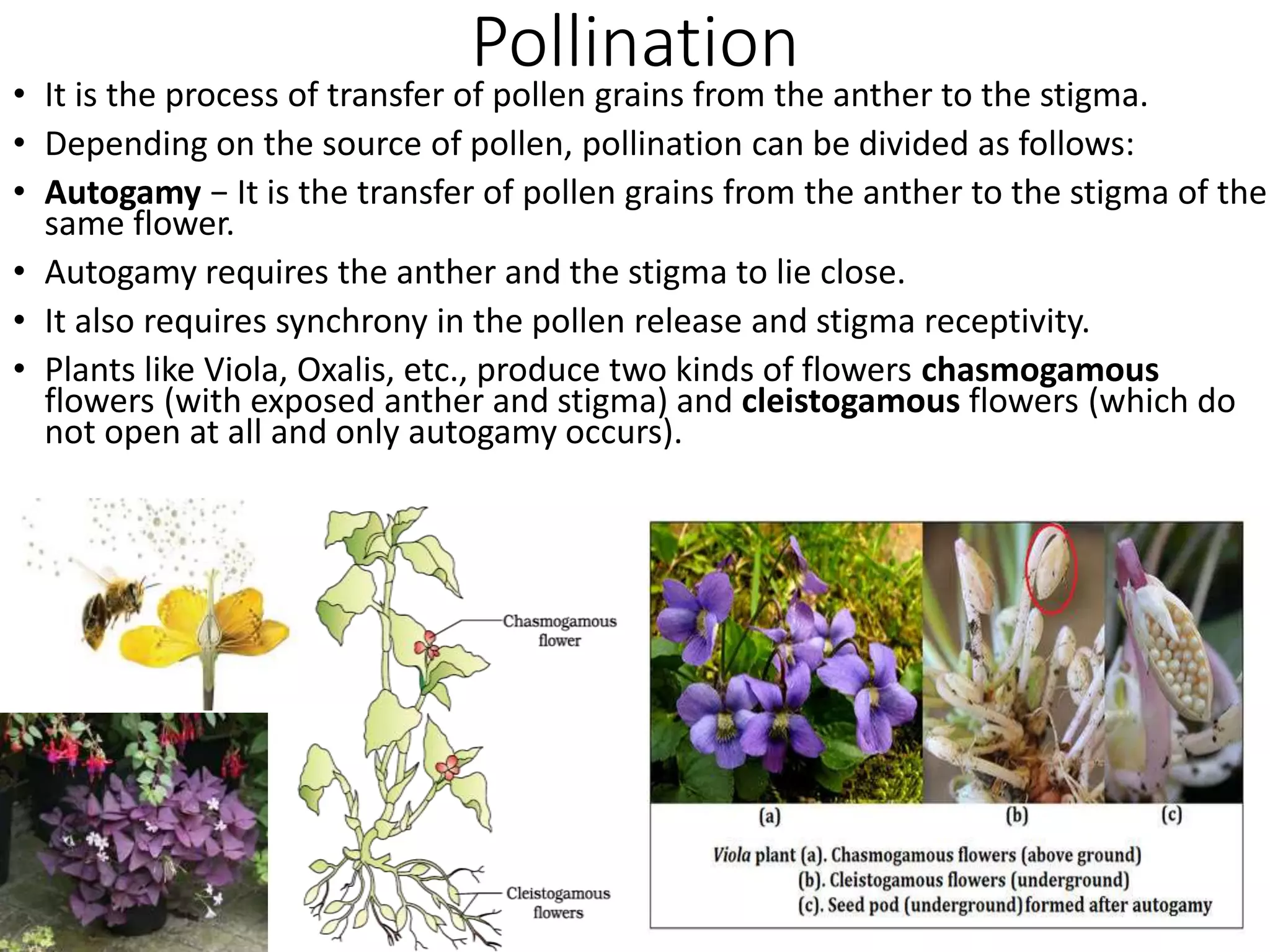 Sexual reproduction in Flowering Plants | PPTX
