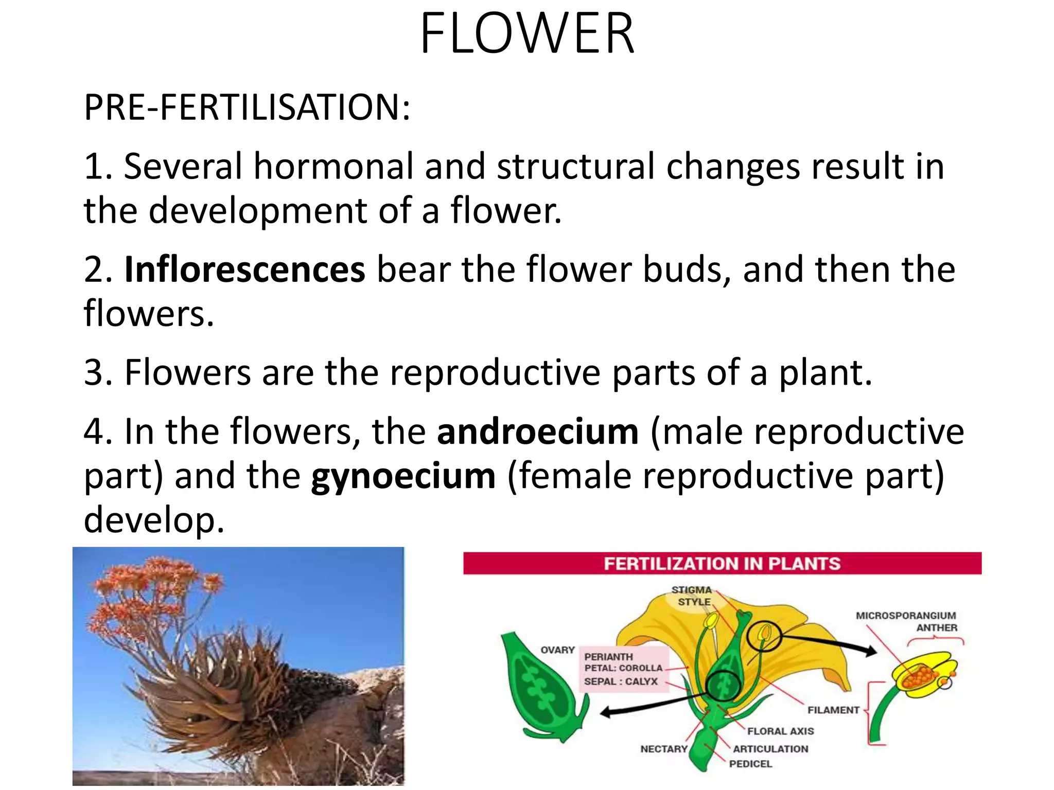 Sexual reproduction in Flowering Plants | PPTX