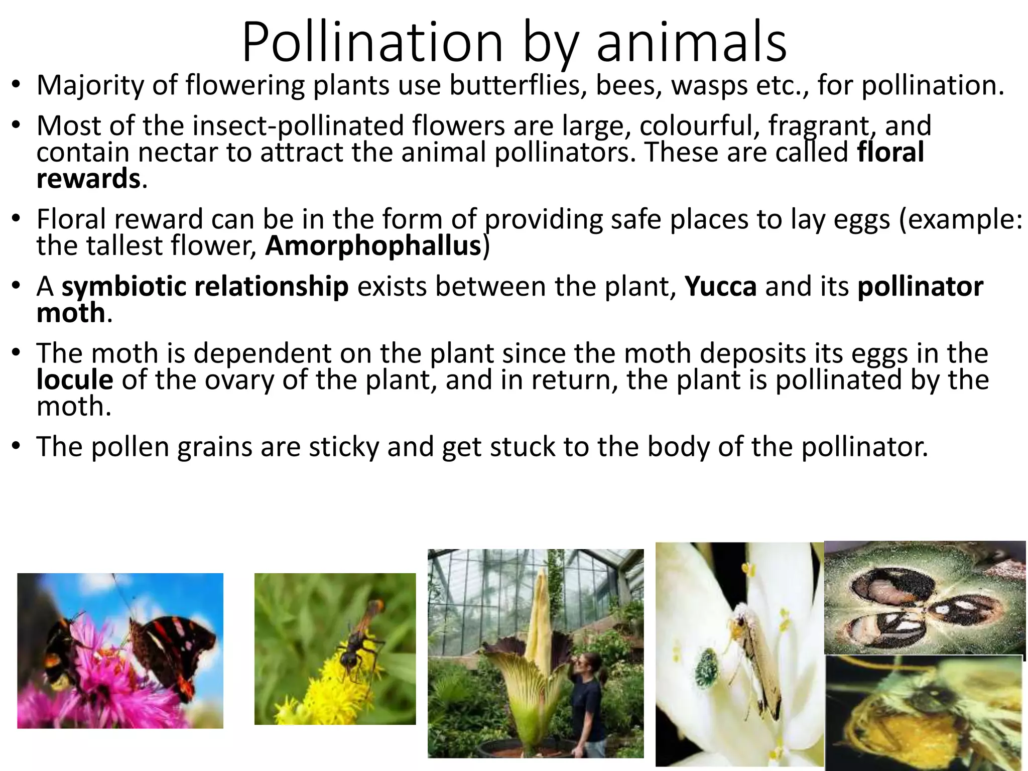 Sexual reproduction in Flowering Plants | PPTX