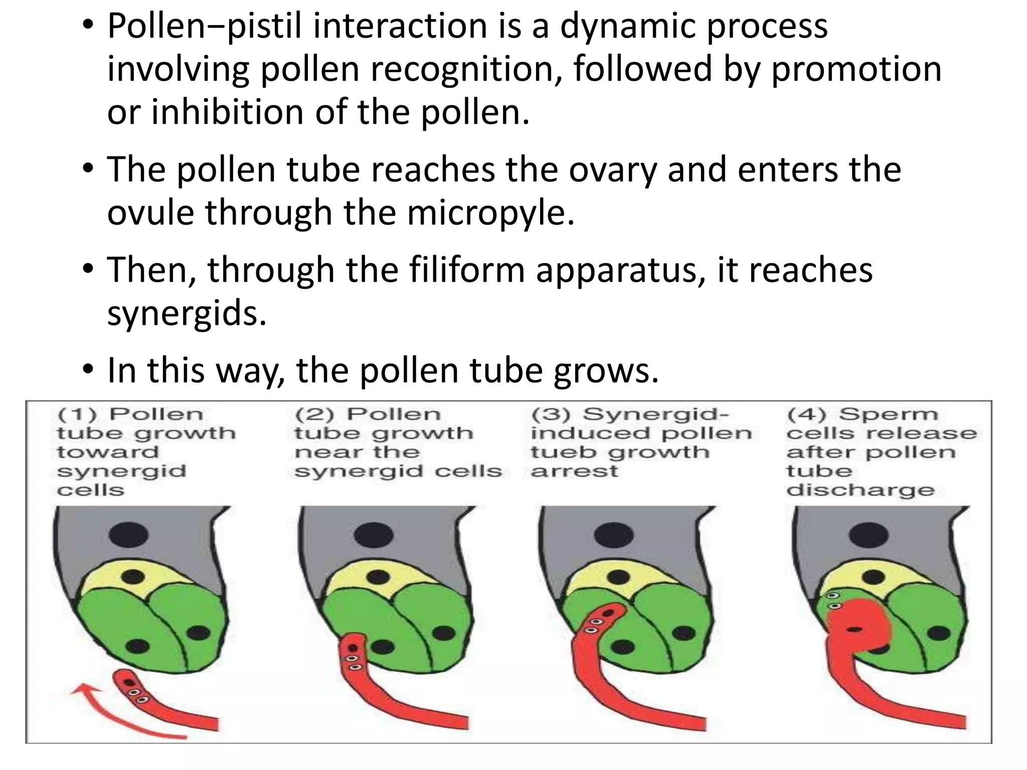 Sexual reproduction in Flowering Plants | PPTX