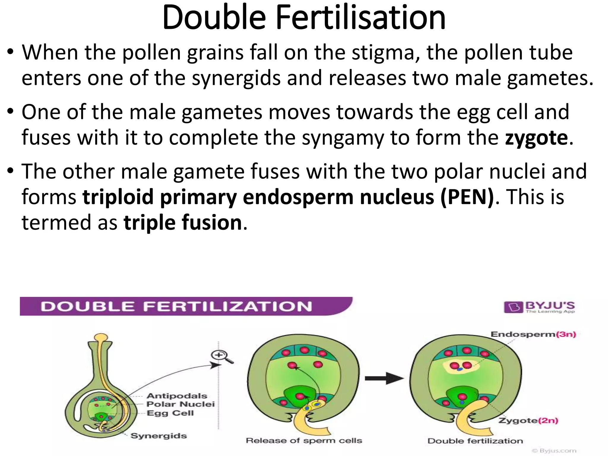 Sexual reproduction in Flowering Plants | PPTX