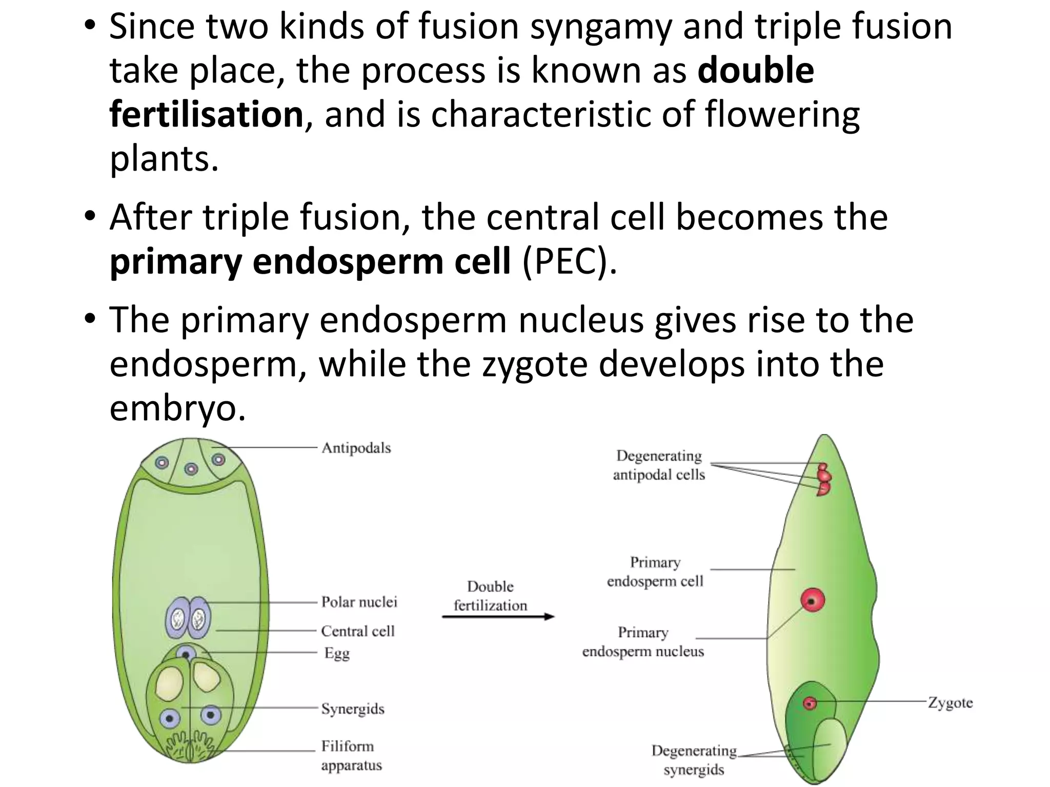 Sexual reproduction in Flowering Plants | PPTX