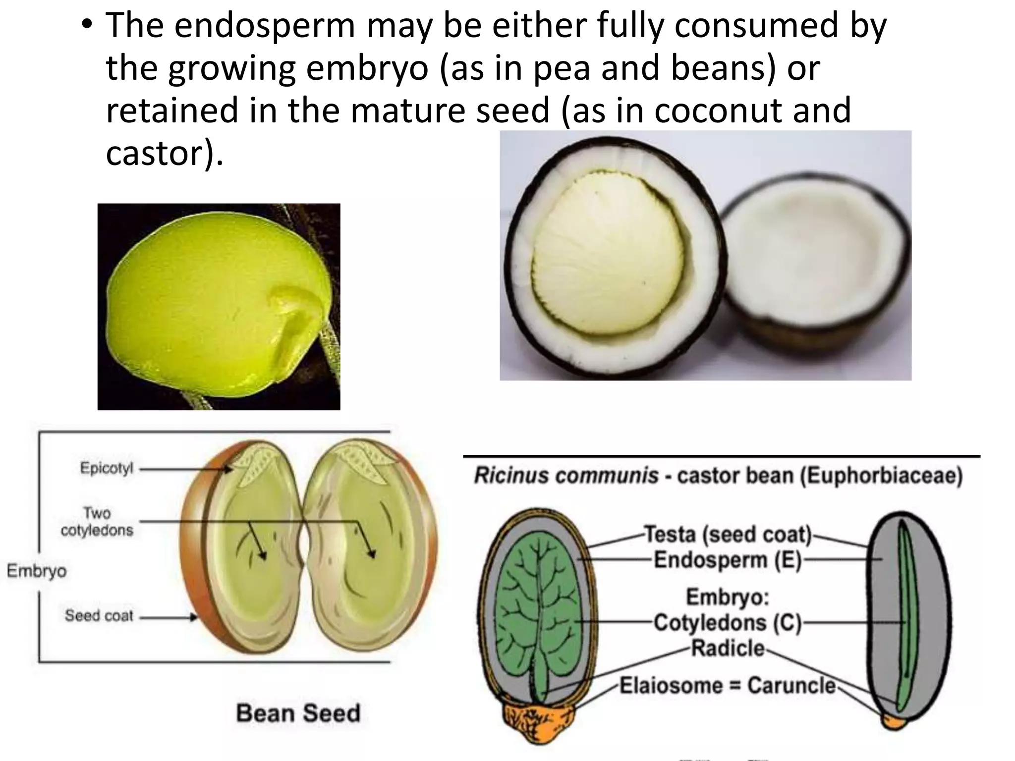 Sexual reproduction in Flowering Plants | PPTX