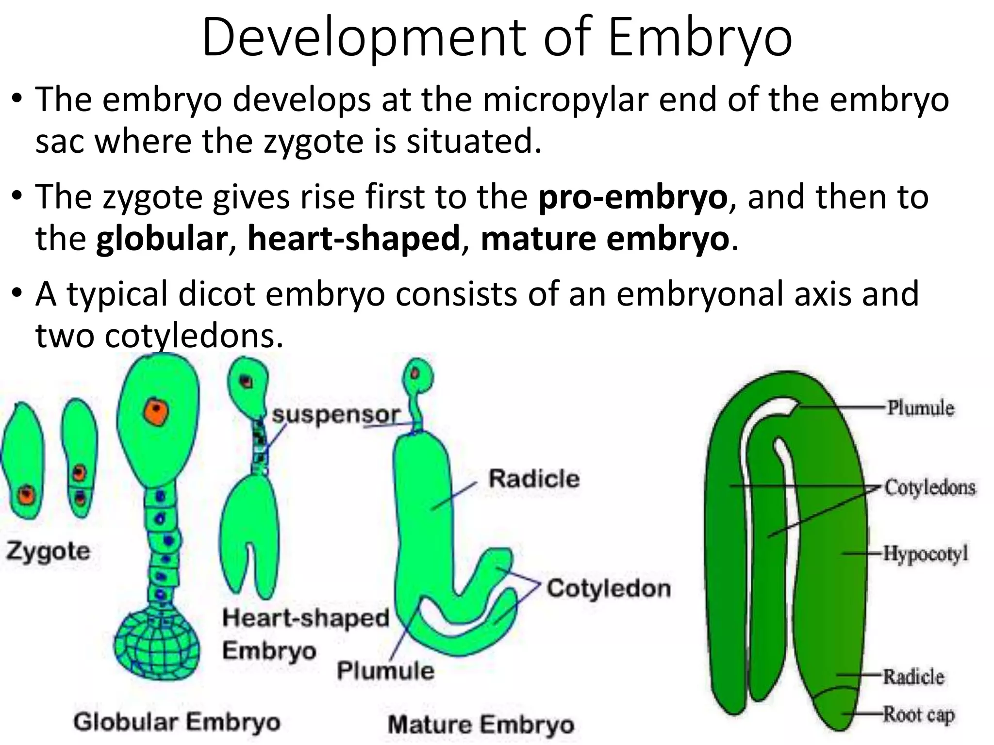 Sexual reproduction in Flowering Plants | PPTX