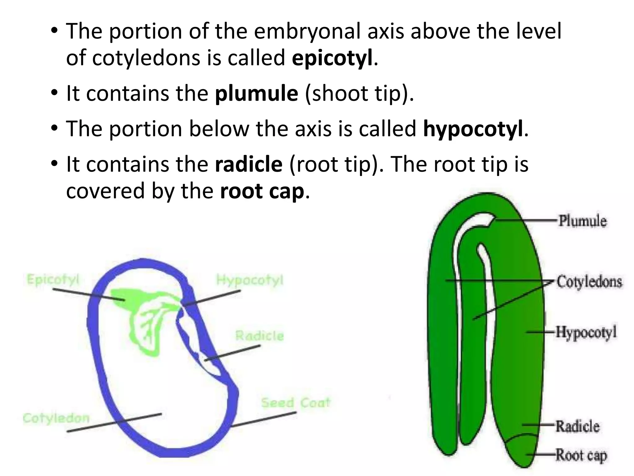 Sexual reproduction in Flowering Plants | PPTX