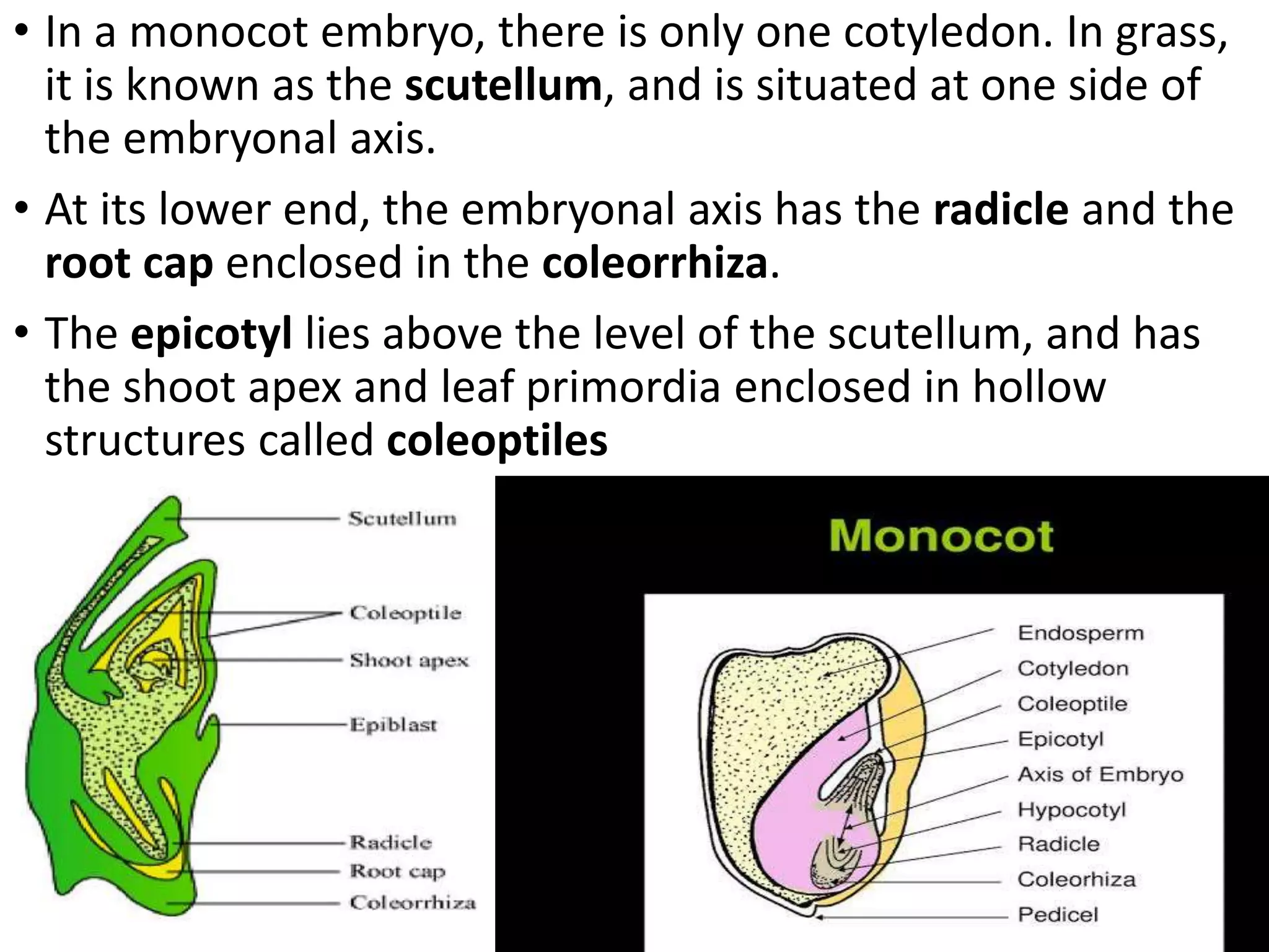 Sexual reproduction in Flowering Plants | PPTX