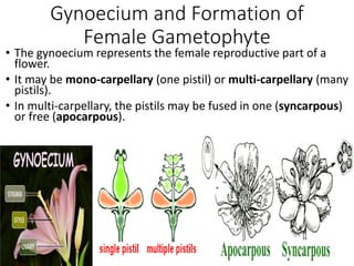 Sexual reproduction in Flowering Plants | PPTX