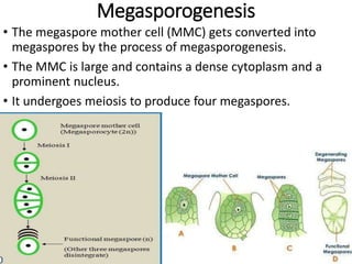 Sexual reproduction in Flowering Plants | PPTX