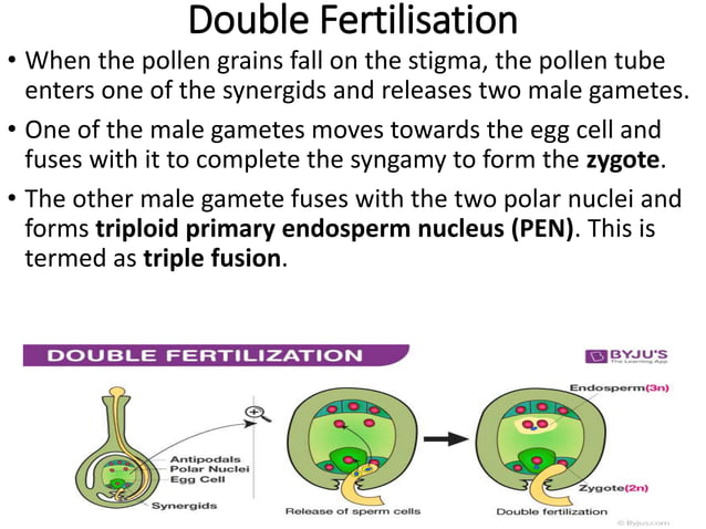 Sexual reproduction in Flowering Plants | PPTX | Reproductive Health ...