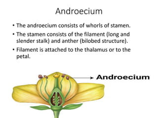 Sexual reproduction in Flowering Plants | PPTX