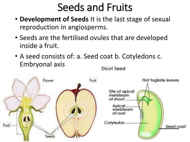 Sexual reproduction in Flowering Plants | PPTX | Reproductive Health ...