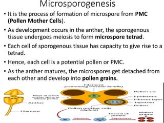 Sexual reproduction in Flowering Plants | PPTX