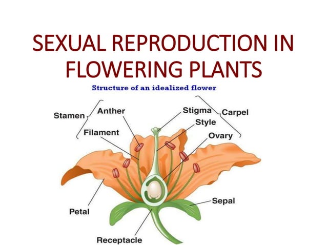 Sexual reproduction in Flowering Plants | PPT