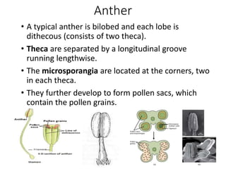 Sexual reproduction in Flowering Plants | PPT
