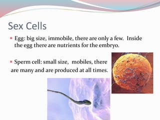 Sexual reproduction | PPTX