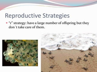 Sexual reproduction | PPTX