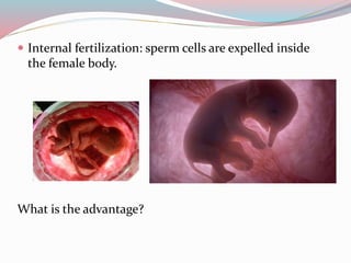 Sexual reproduction | PPTX
