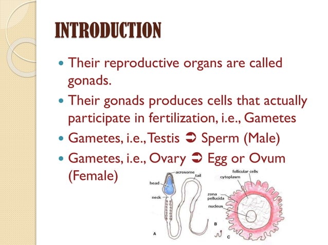 Sexual reproduction in humans | PDF