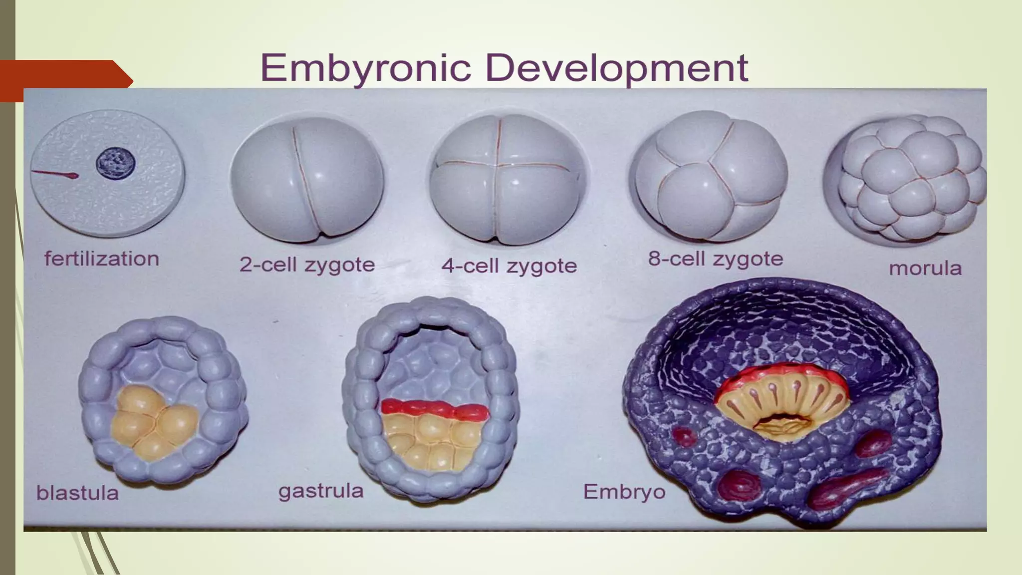 Sexual Reproduction Pptx