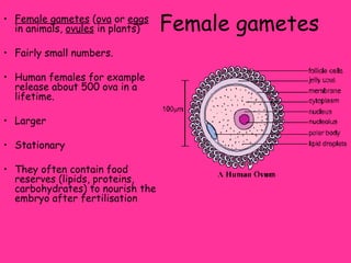 sexualreproduction.ppt again biology form three | PPT