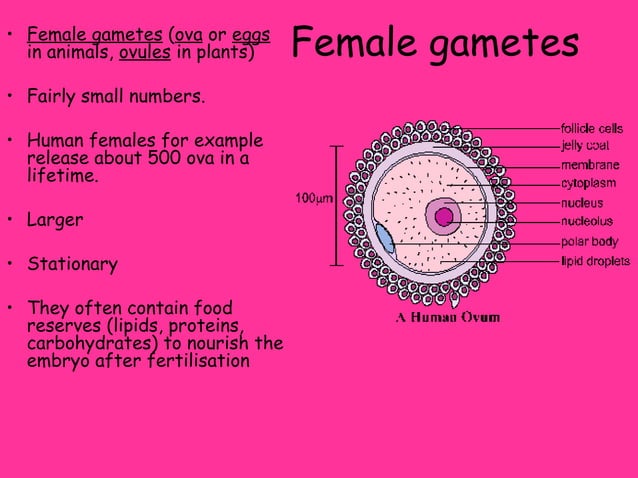 Sexualreproduction Ppt Again Biology Form Three Ppt