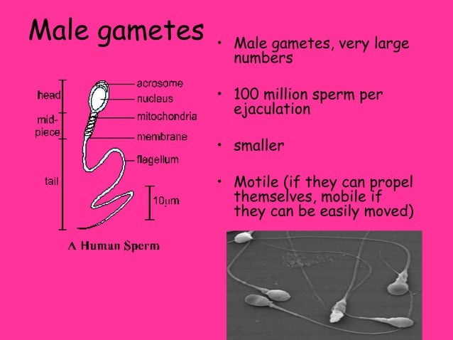 Sexualreproduction Ppt Again Biology Form Three Ppt