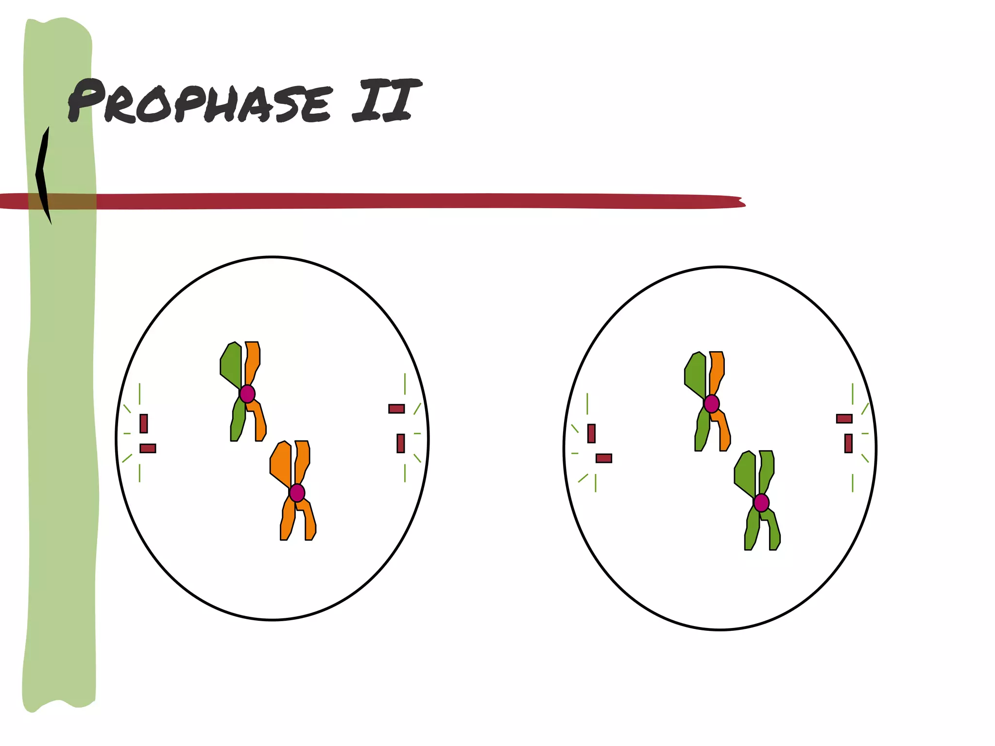 Sexual Reproduction And Meiosis Ppt Pdf