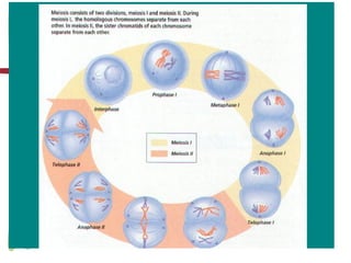 Sexual Reproduction and Meiosis.ppt.pdf