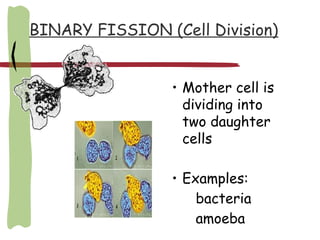 Sexual Reproduction and Meiosis.ppt.pdf | Infertility | Reproductive Health