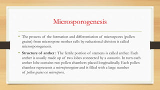 Sexual reproduction in angiosperm(microsporogenesis) | PPT