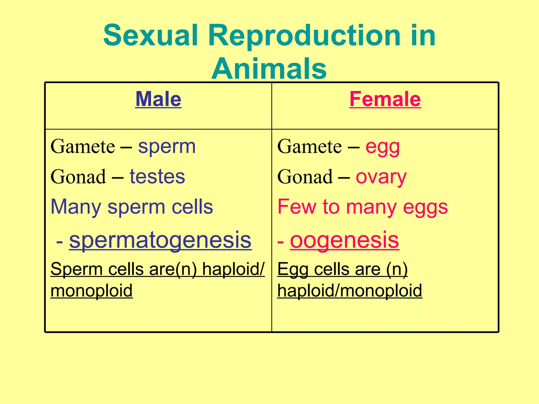 Sexual Reproduction In Animals | PPT
