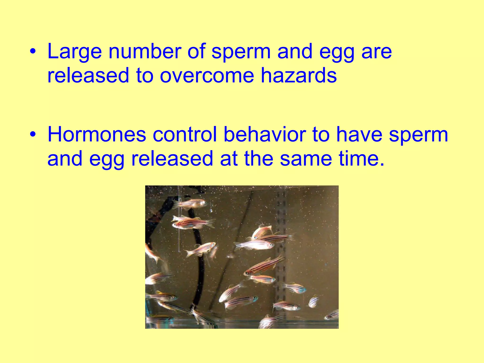 Sexual Reproduction In Animals | PPT